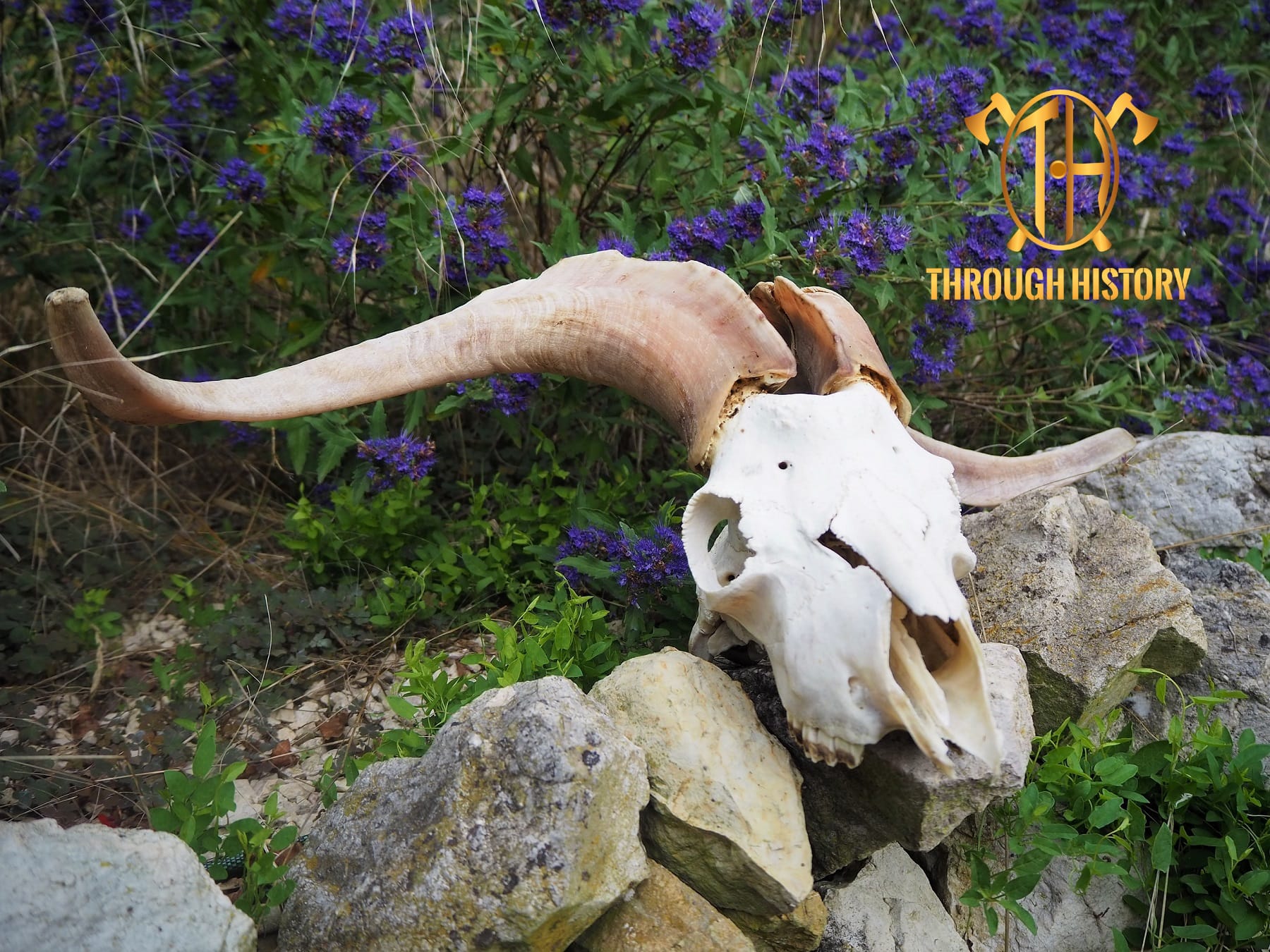 Crane de bouc – Through History