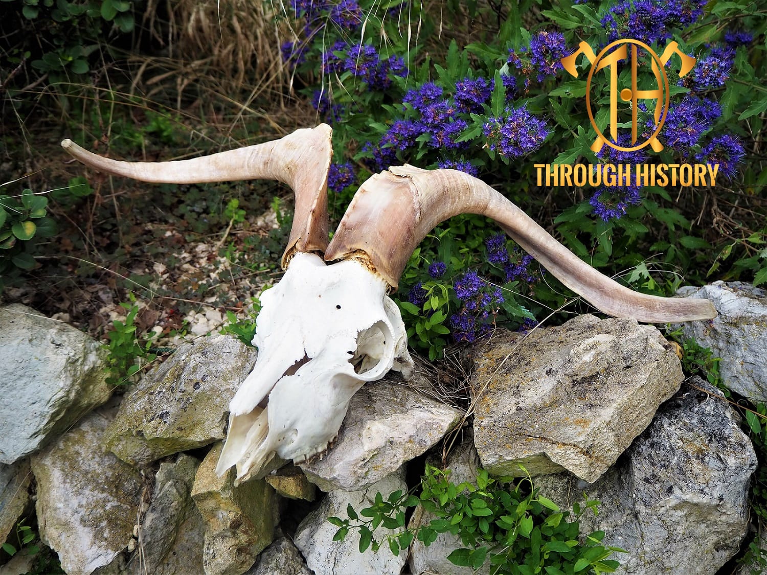 Crane de bouc – Through History